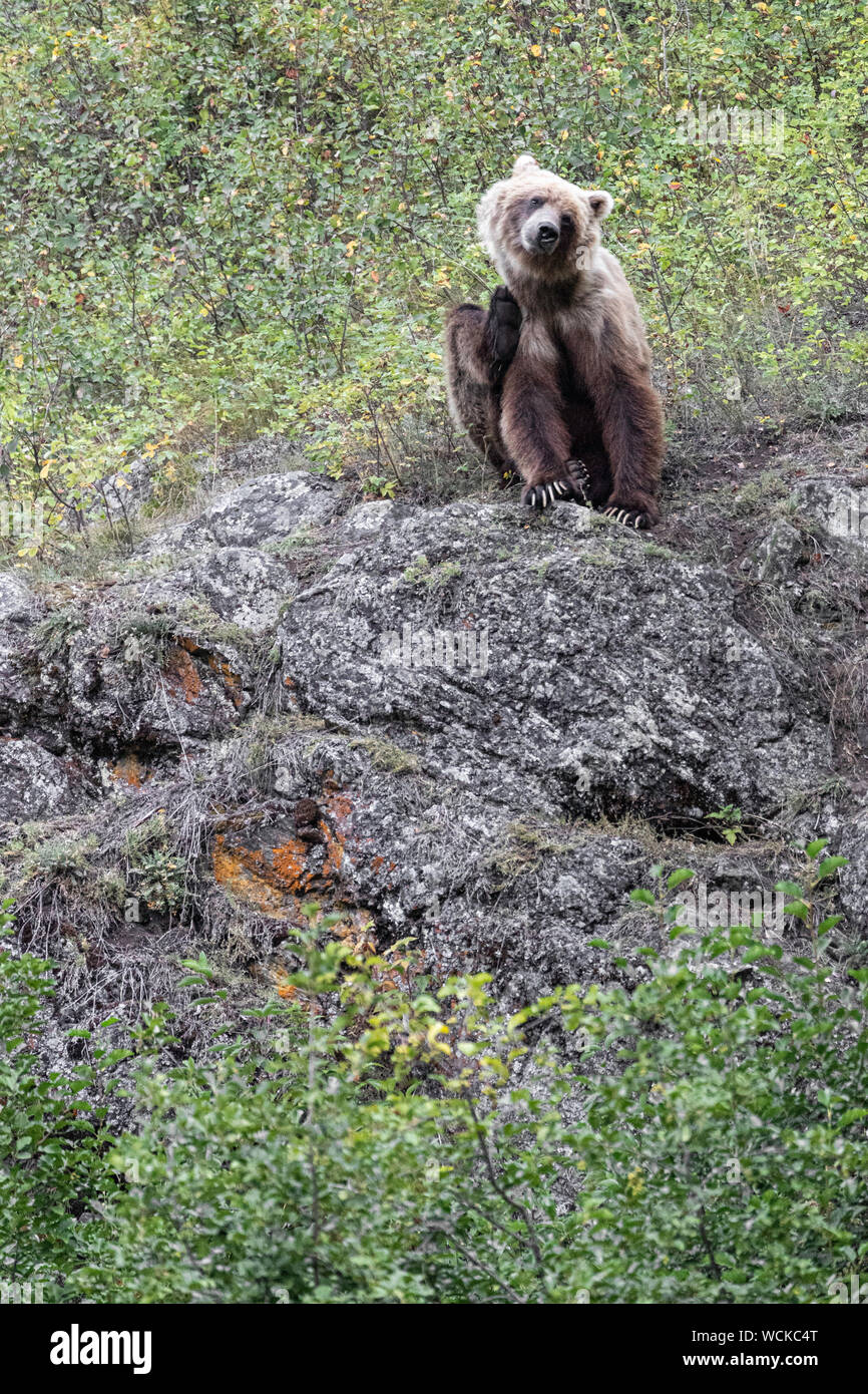 Grizzly bear scratching hi-res stock photography and images - Alamy