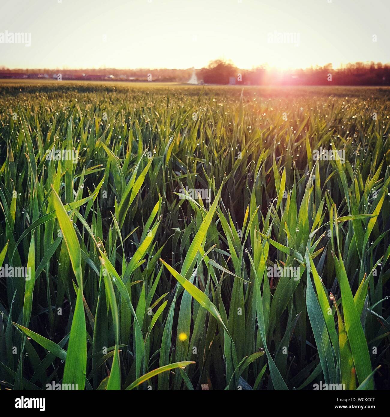 Sun shining over wheat field agriculture hi-res stock photography and ...