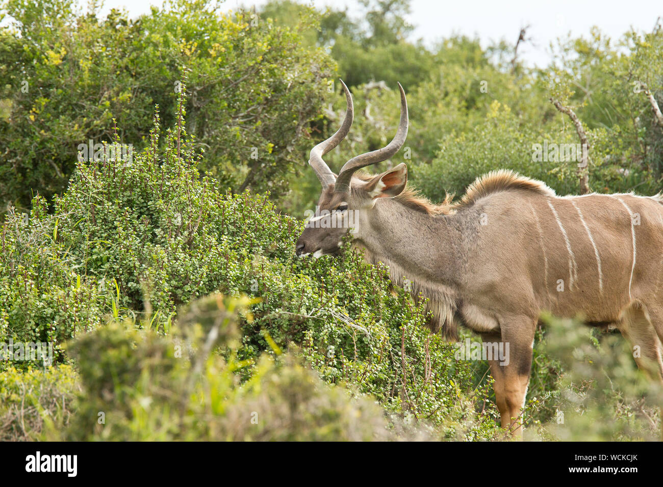 Antelope side view hi-res stock photography and images - Alamy