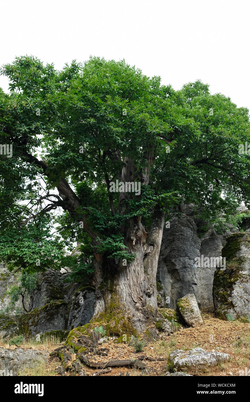 Man rocks in antalya:rock formations are conglomerated as a result of ...