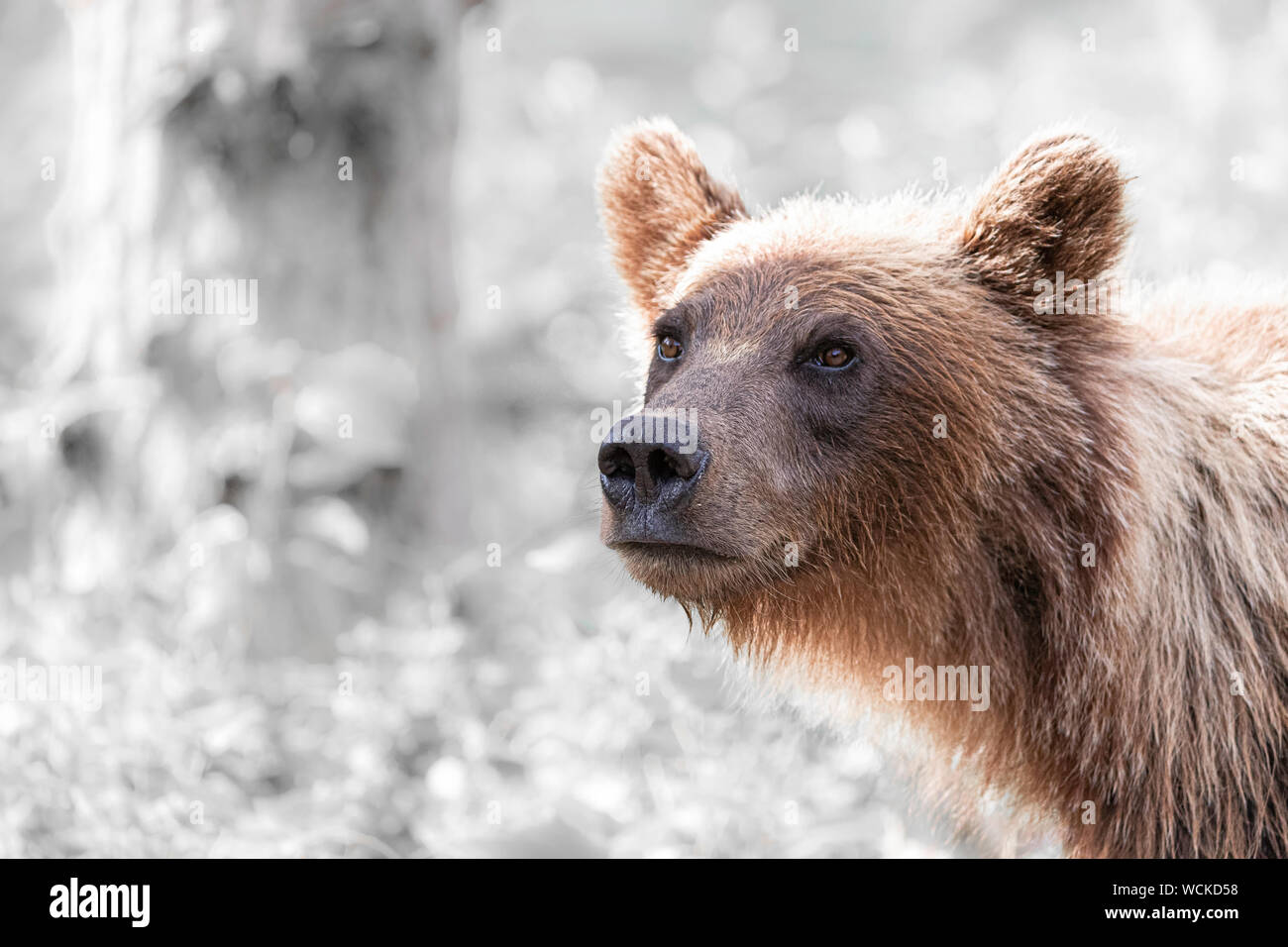 Grizzly Bear close-up of head looking towards camera, Ursus arctos horribilis, Brown Bear, North ...