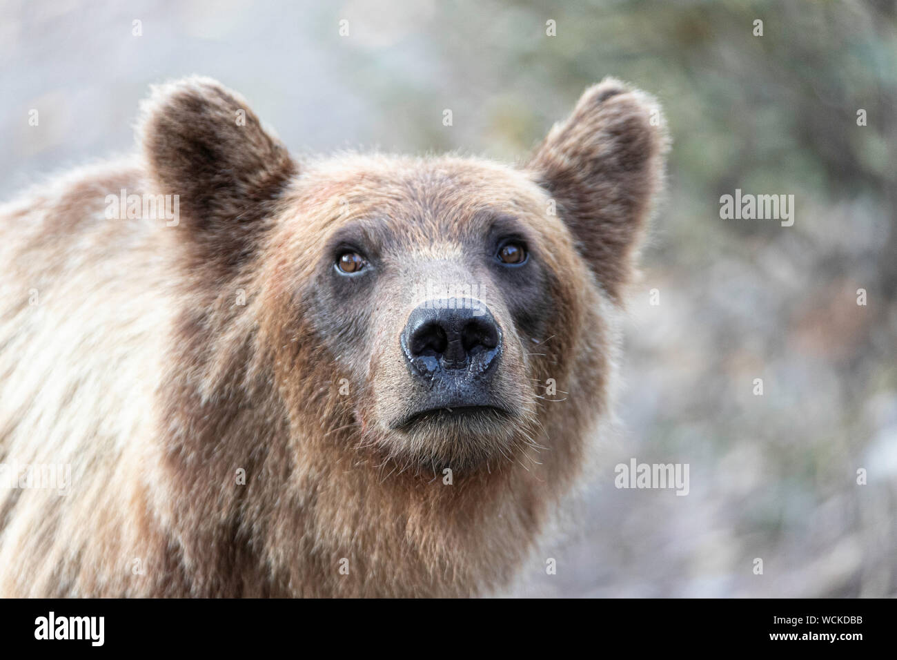 Grizzly Bear close-up of head looking towards camera, Ursus arctos ...
