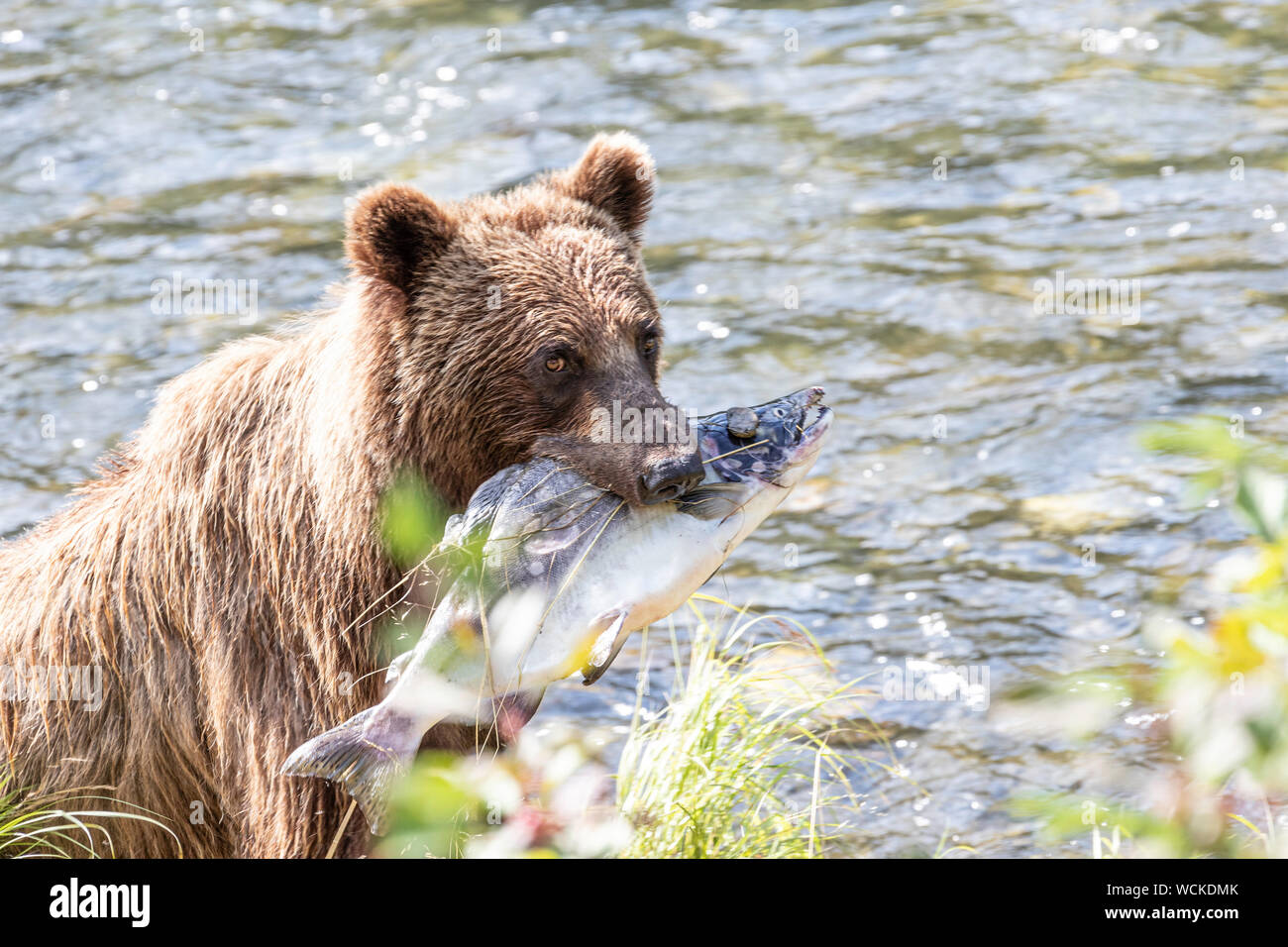 Grizzly Bear Hunting Salmon