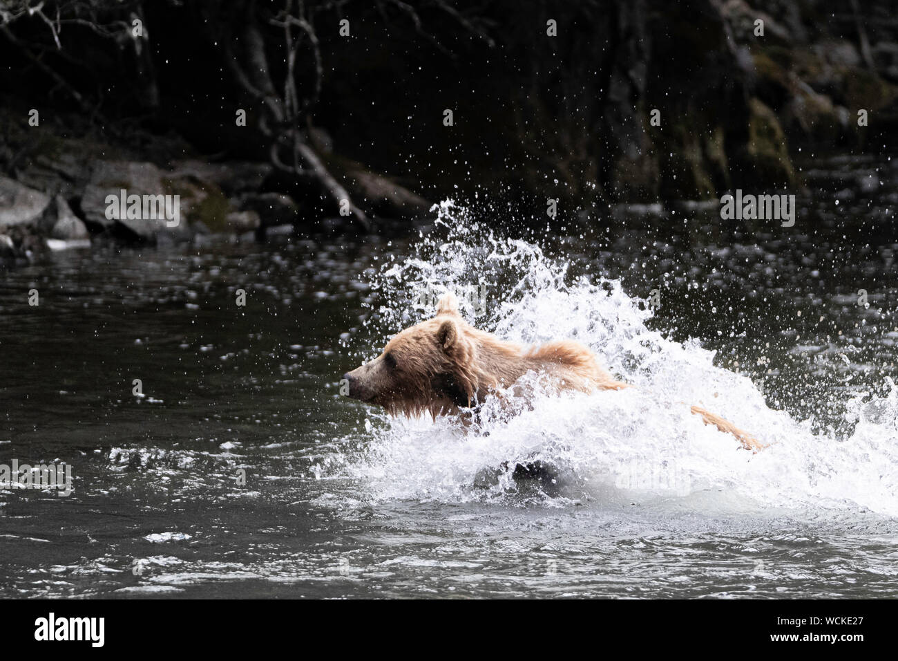 Grizzly Bear splashing in the Nakina River hunting for Salmon, Ursus ...