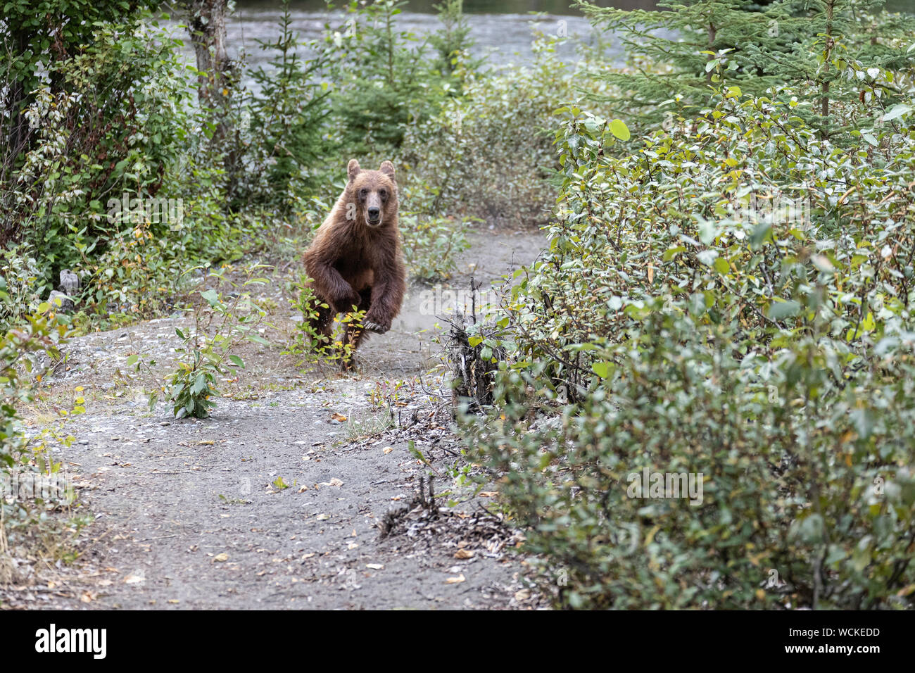 young male Grizzly Bear running towards the camera as he is being ...