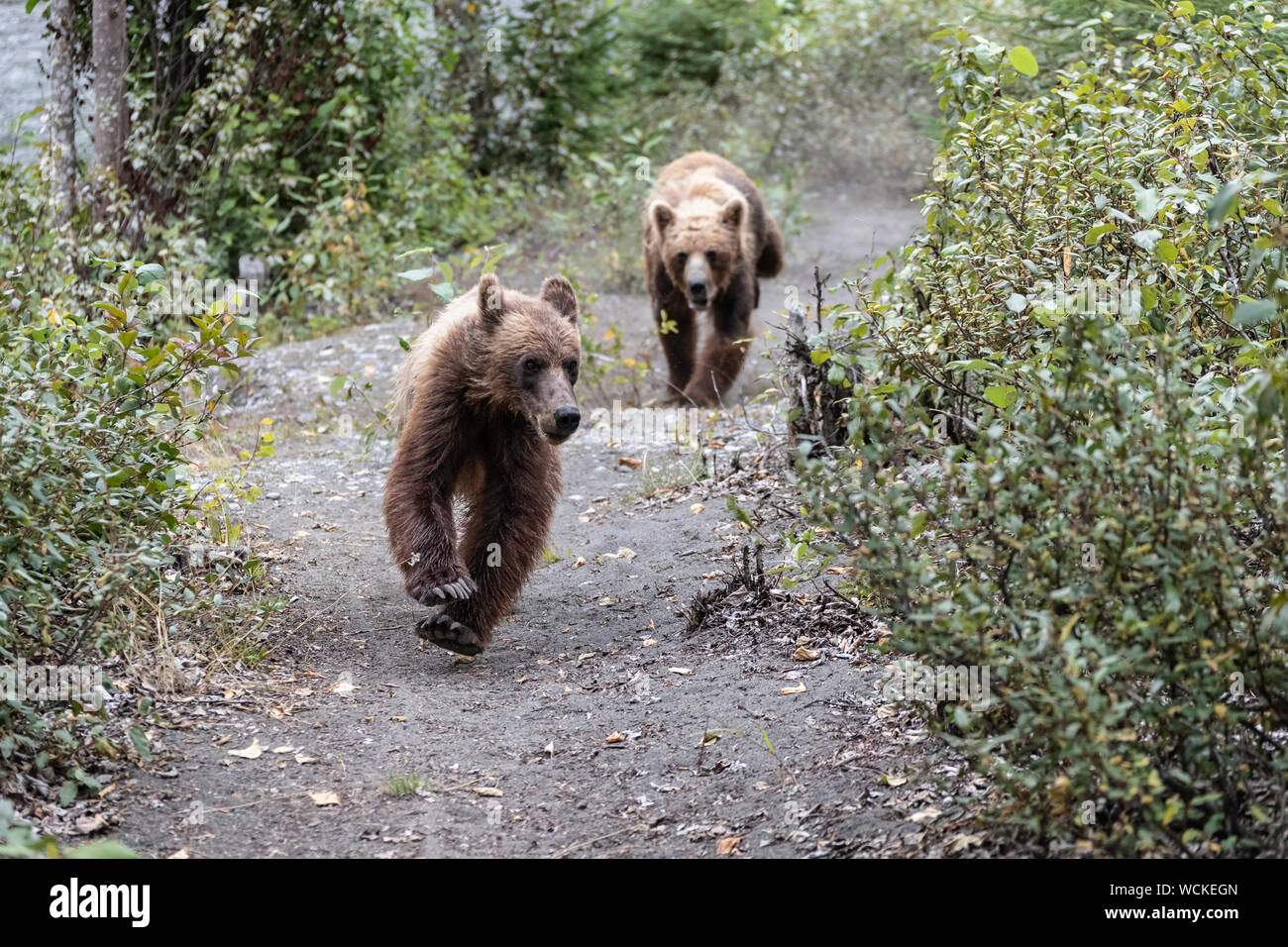 Female Grizzly Bear chasing off her young male cub, Ursus arctos ...