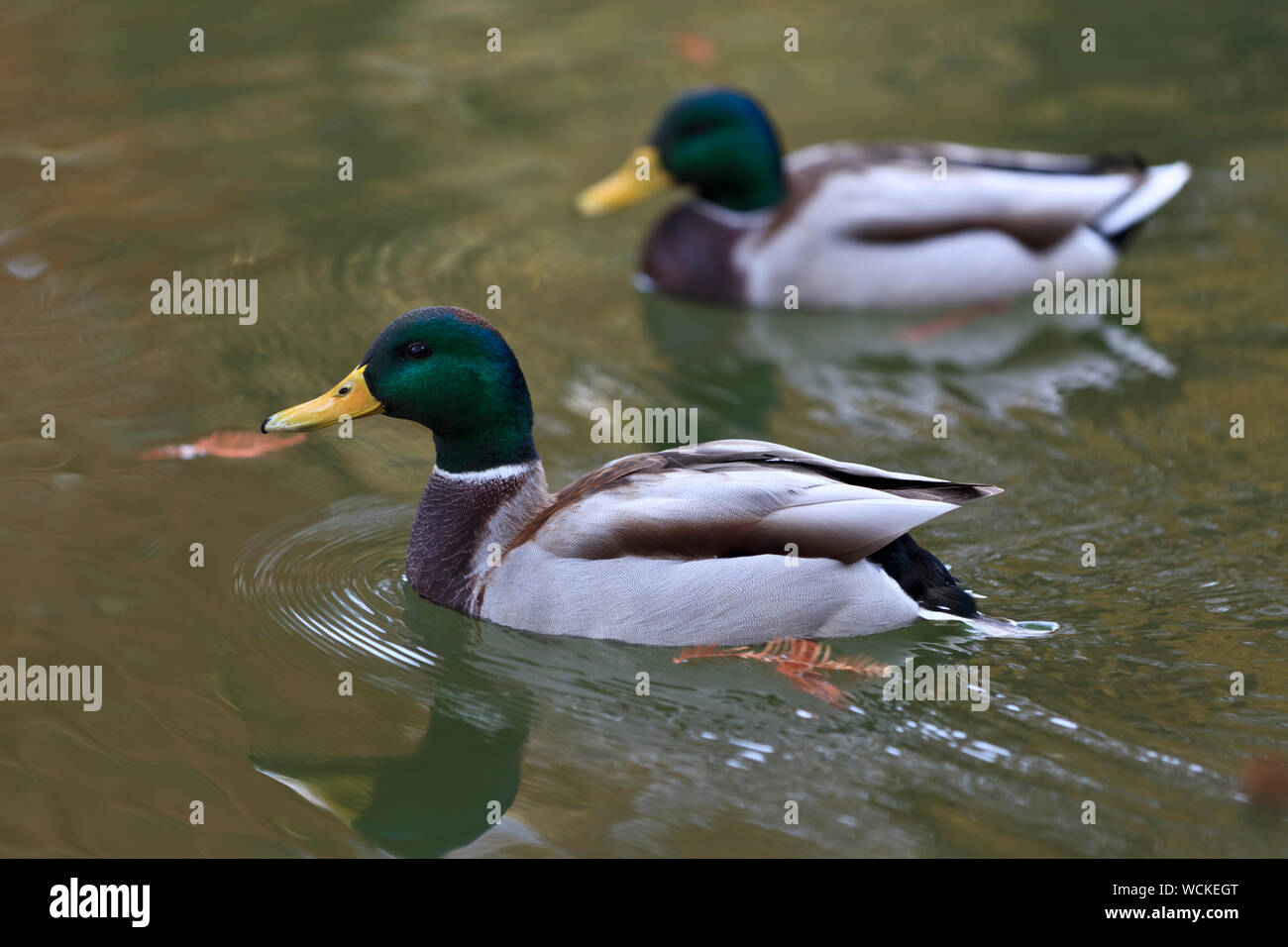 Two funny ducks hi-res stock photography and images - Alamy