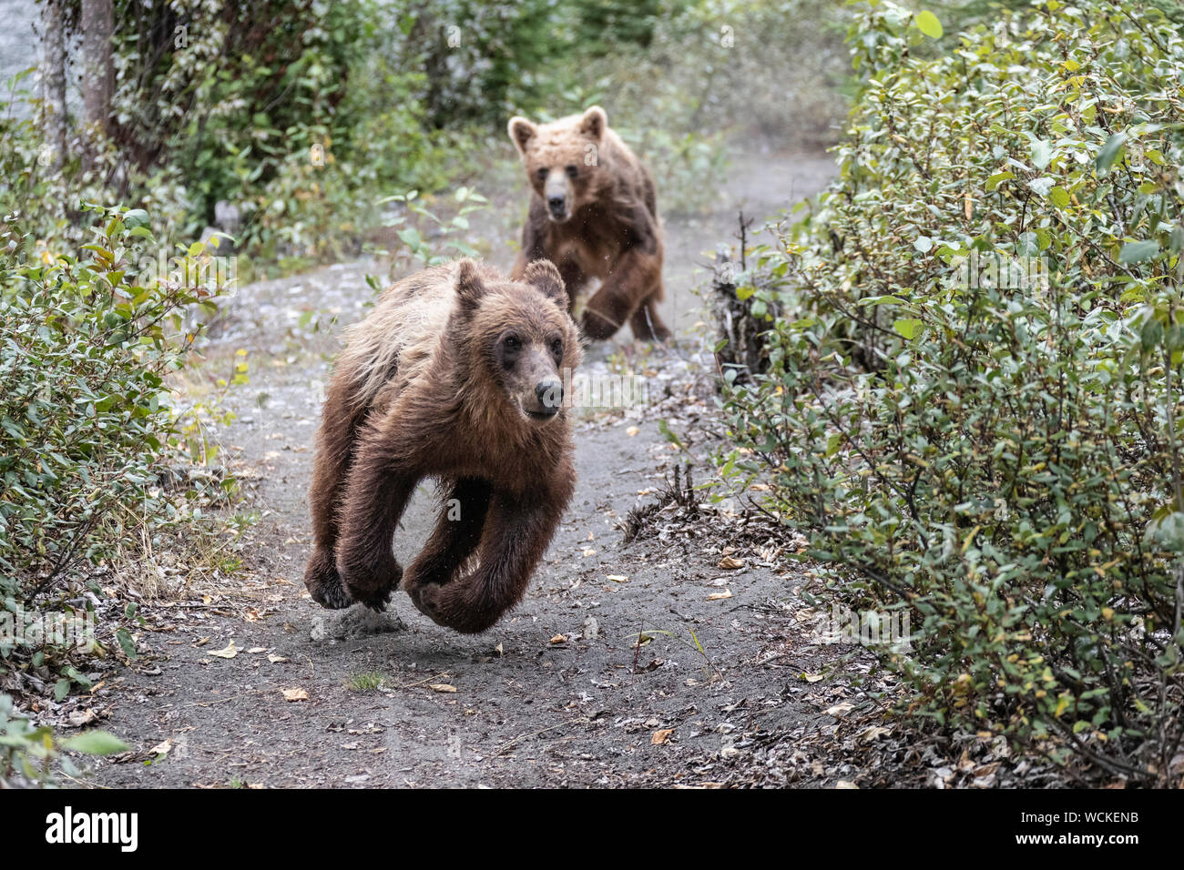 Female Grizzly Bear chasing off her young male cub, Ursus arctos ...