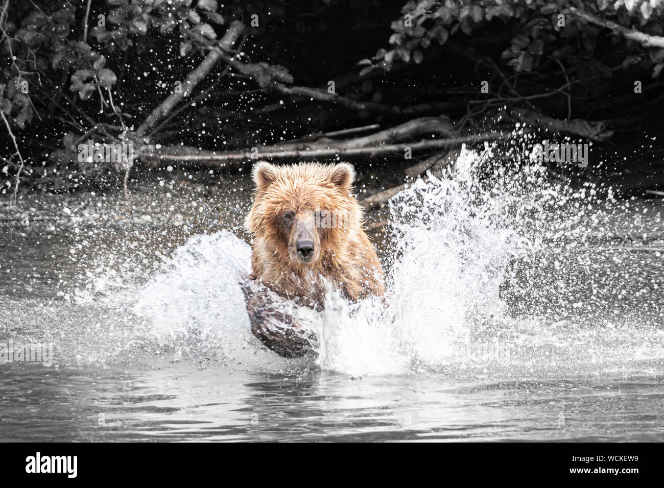 Grizzly Bear splashing in the Nakina River hunting for Salmon, Ursus ...