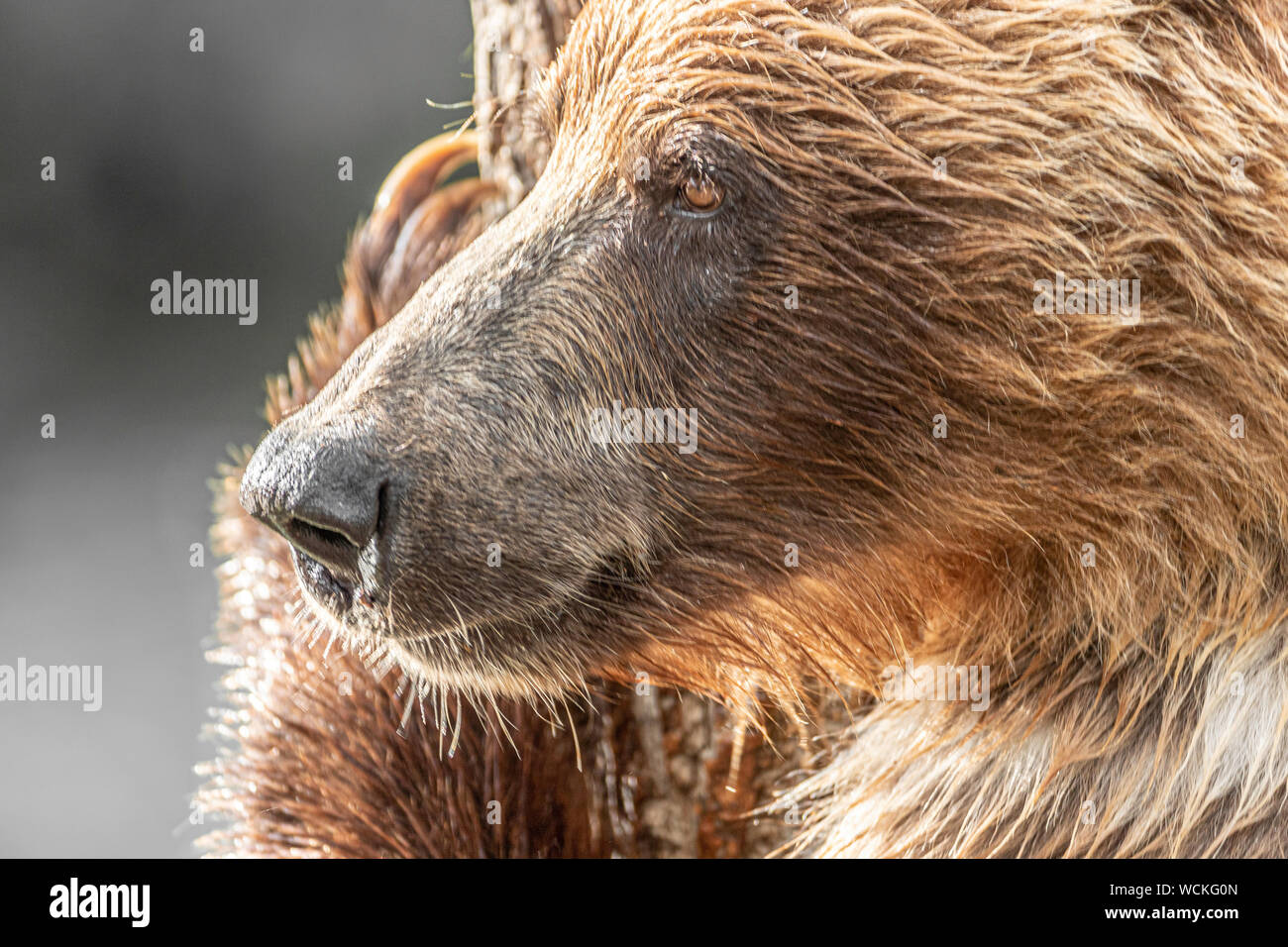 Detail of the face of a Grizzly Bear rubbing up against a tree, Ursus ...