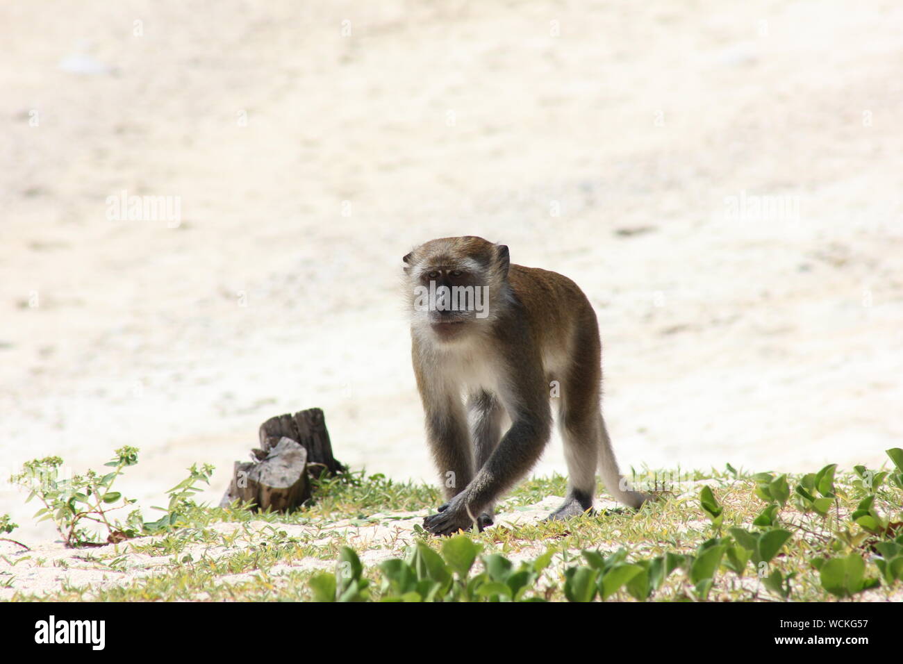 Primate Walking High Resolution Stock Photography and Images - Alamy