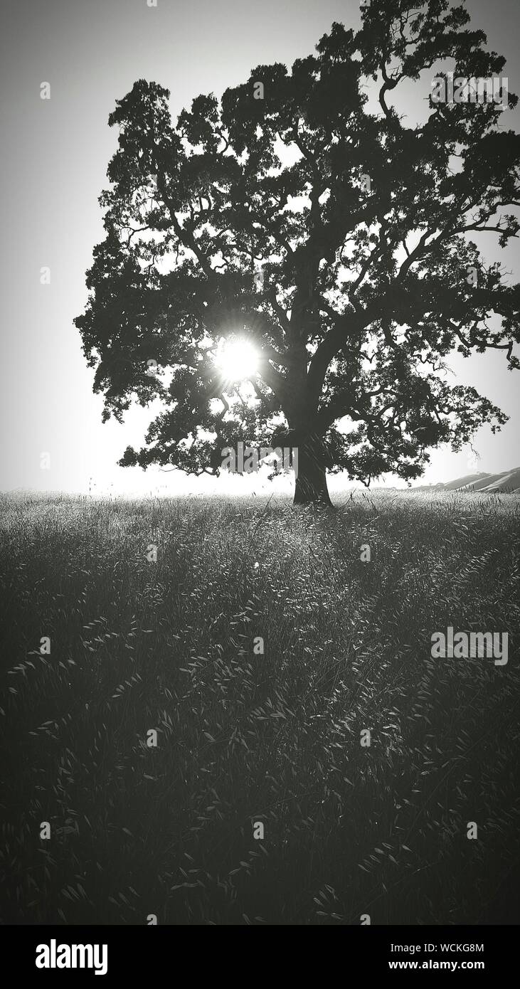 Sun Shining Through Tree Stock Photo - Alamy