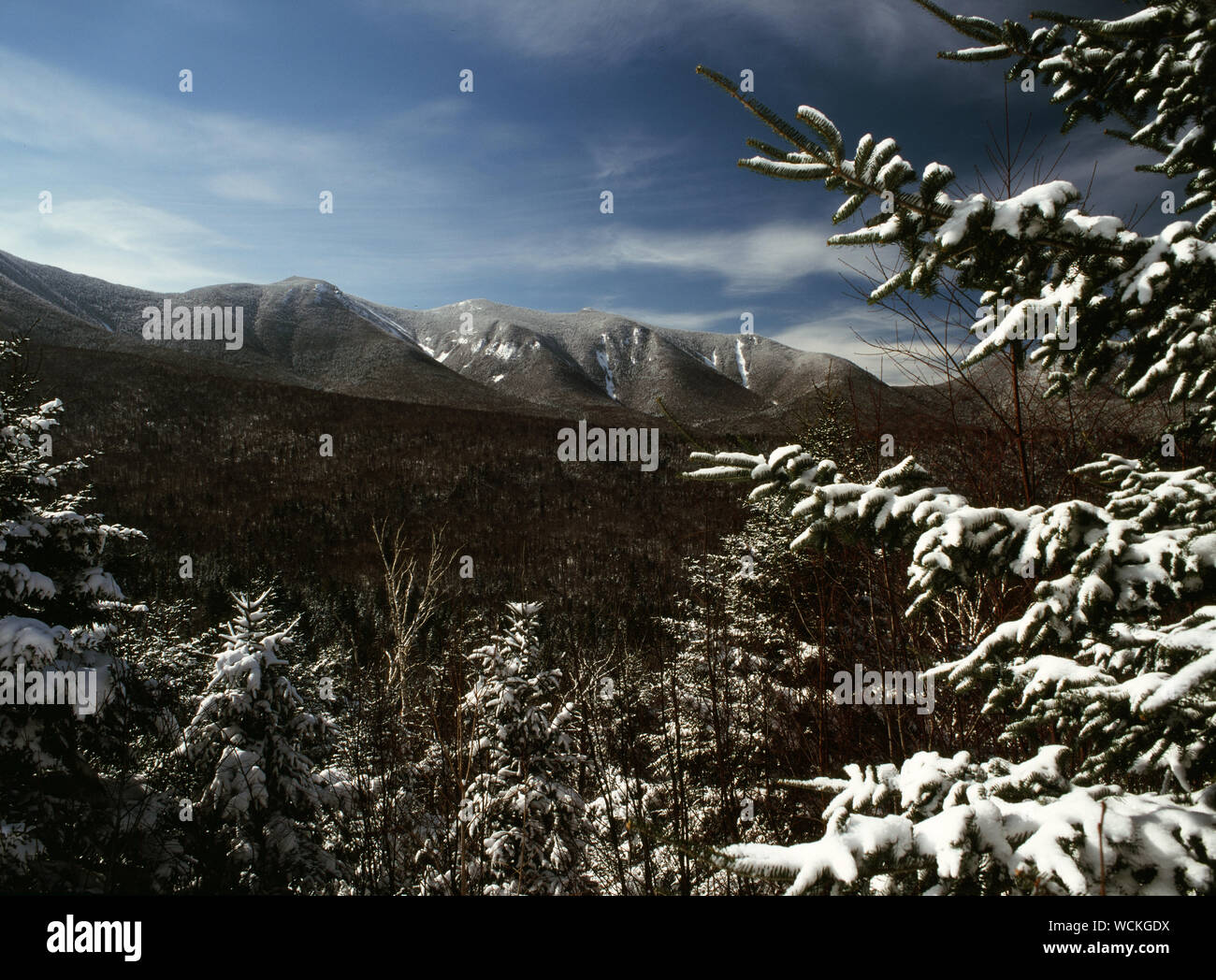 Blue ridge mountains pine trees hi-res stock photography and images - Alamy