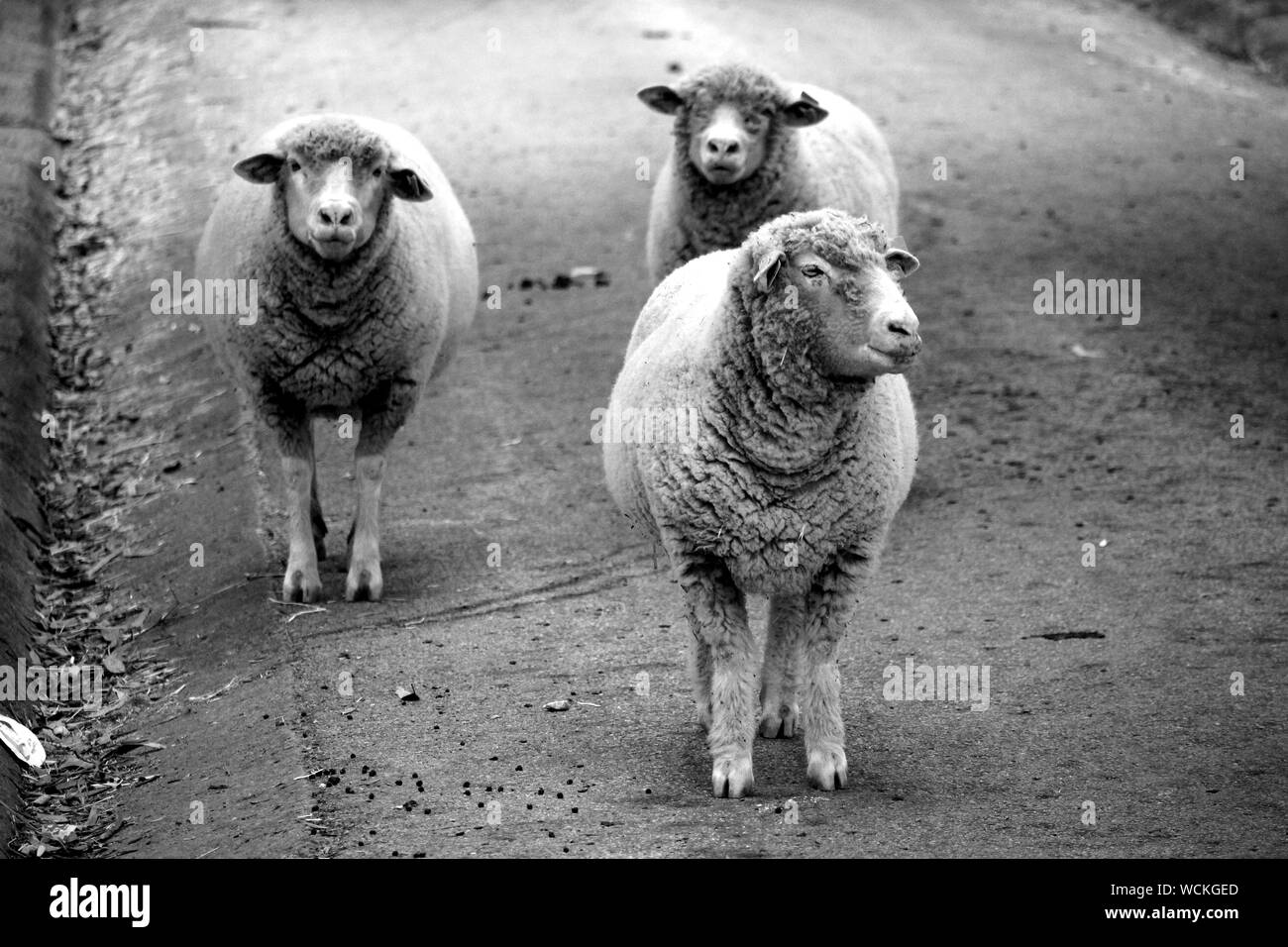Sheep country hi-res stock photography and images - Alamy