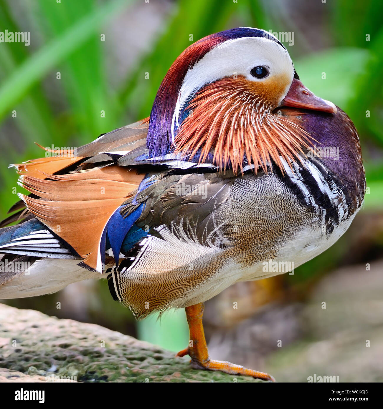 Beautiful male Mandarin Duck (Aix galericulata Stock Photo - Alamy