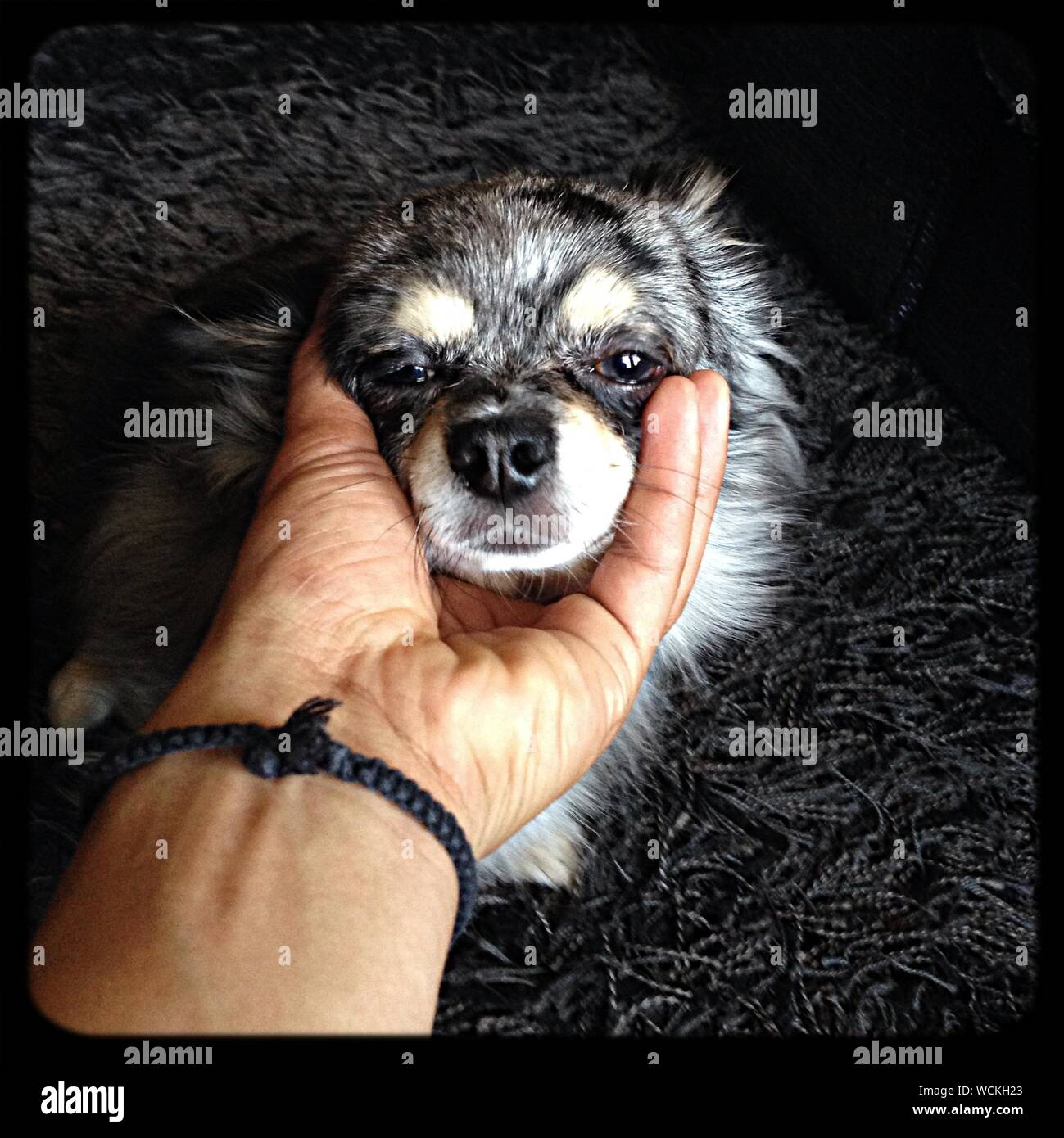 Pampered dog hi-res stock photography and images - Alamy