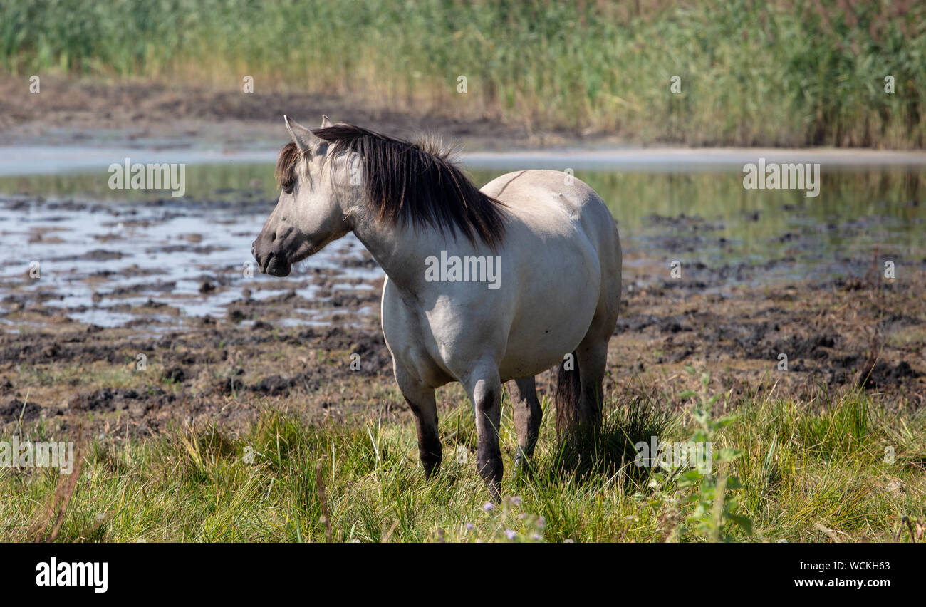 Group of wild ponies hi-res stock photography and images - Alamy