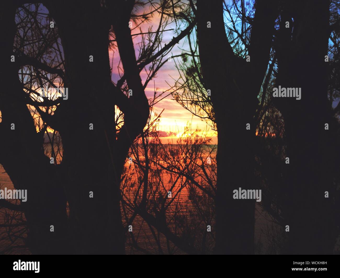 Trunks silhouette hi-res stock photography and images - Alamy