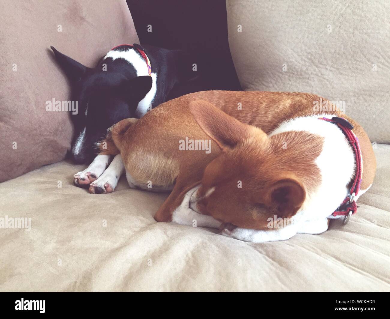 Basenji High Resolution Stock Photography and Images - Alamy