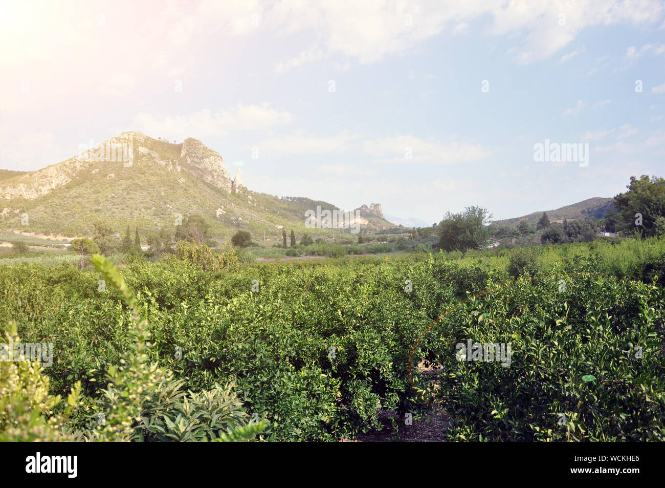 Tangerine trees hi-res stock photography and images - Alamy