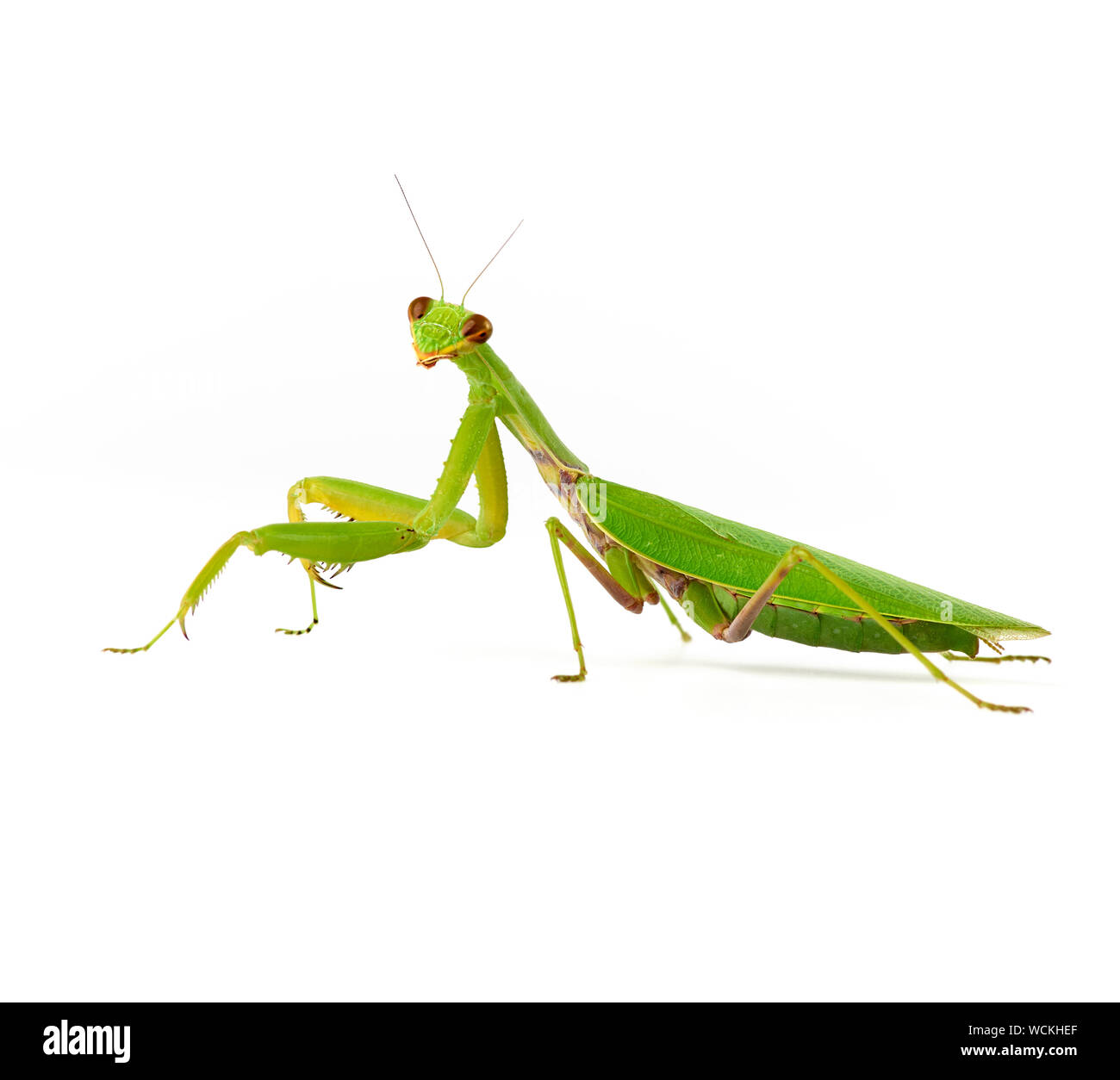 large green mantis on a white background looks at the camera, close up ...