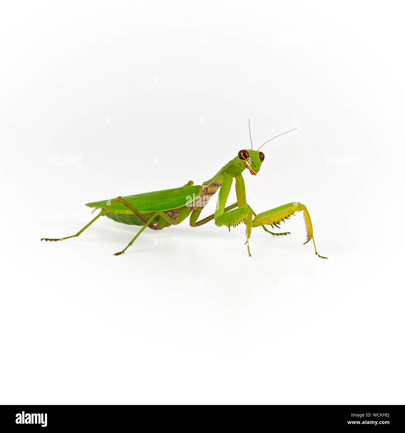 green mantis on a white background looks at the camera, close up Stock ...