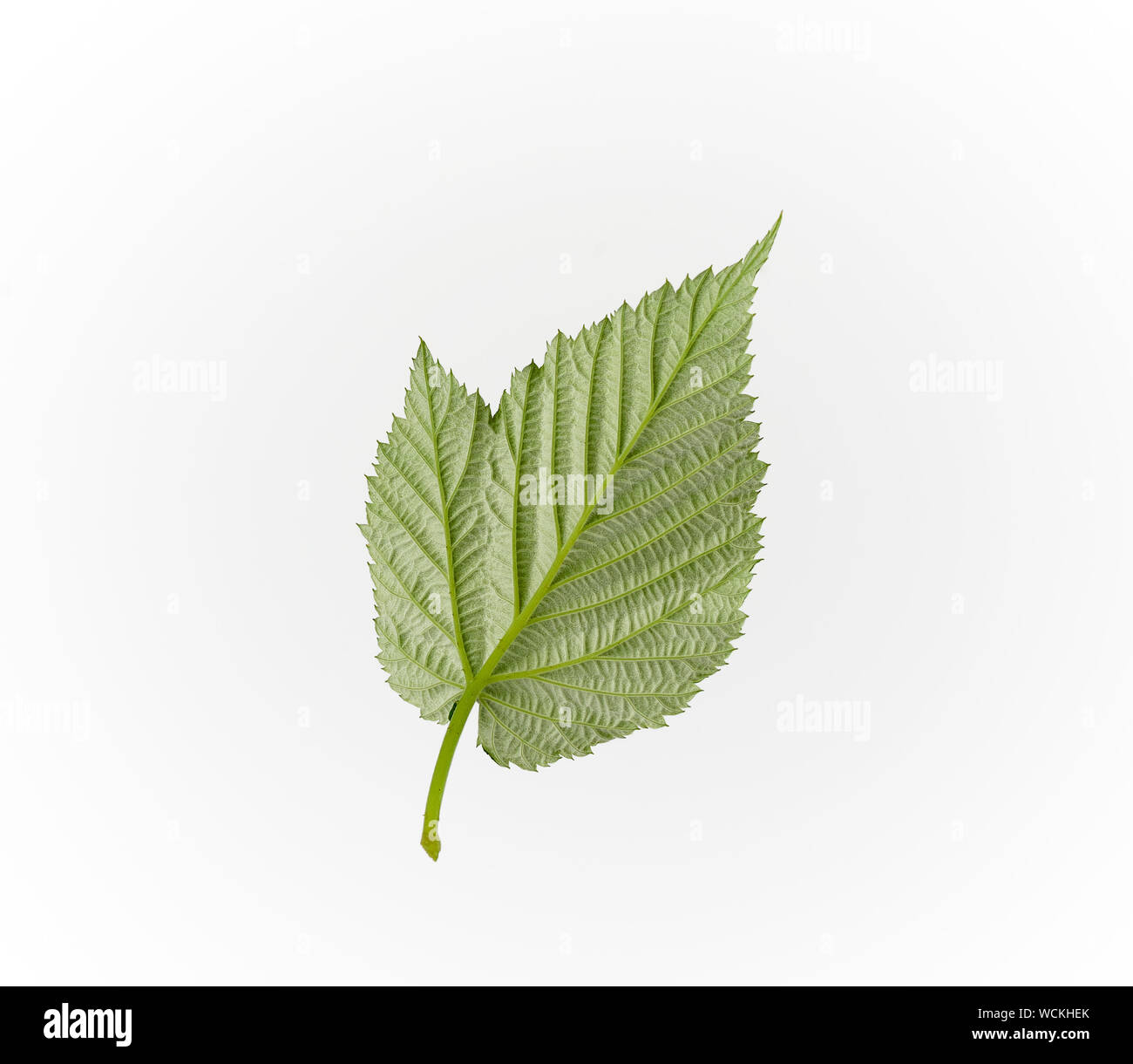reverse structural side of a green raspberry leaf on a white background ...