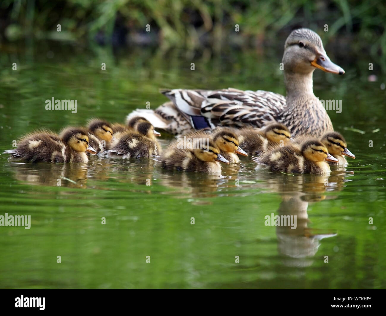 Mother duck with her ducklings Stock Photo - Alamy