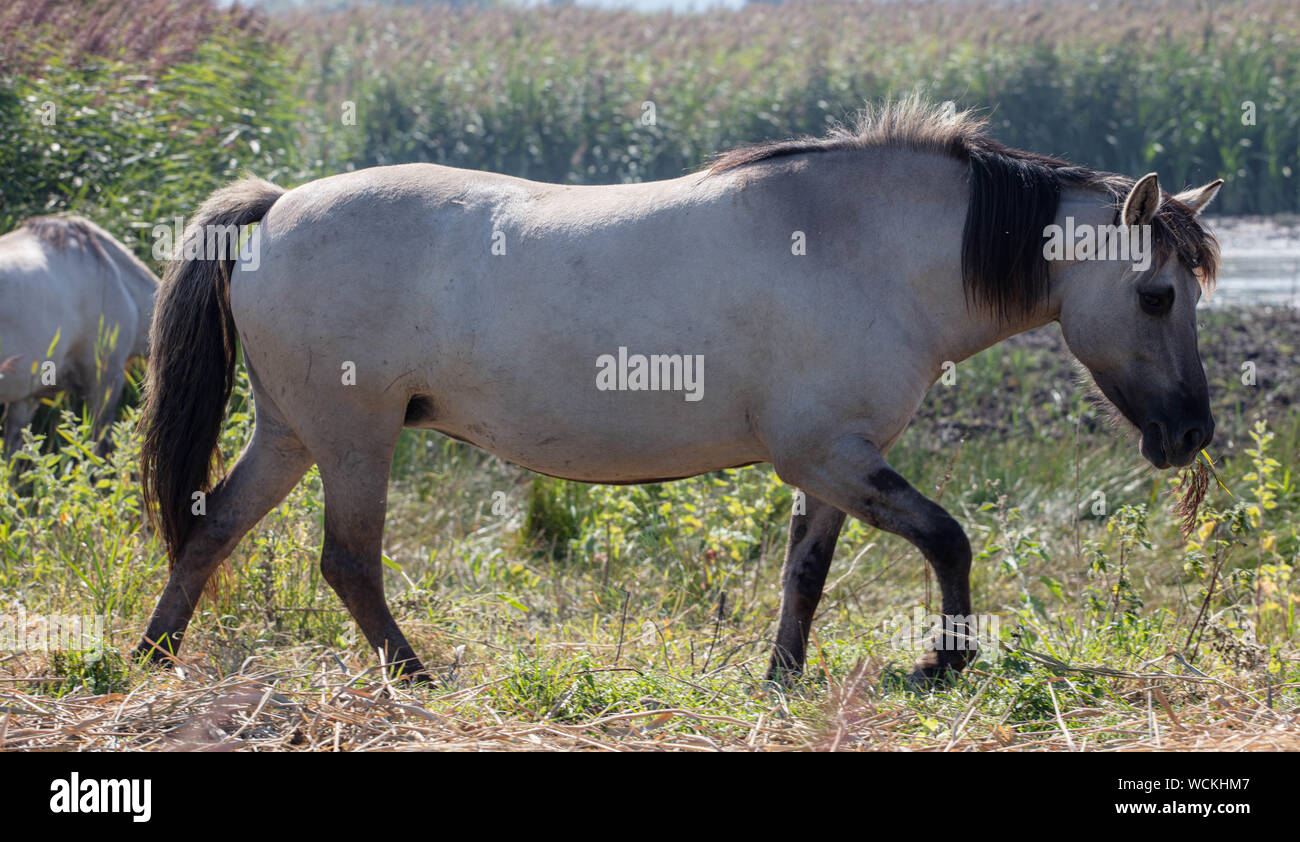 Wild Ponies at The Lagoon Stock Photo - Alamy