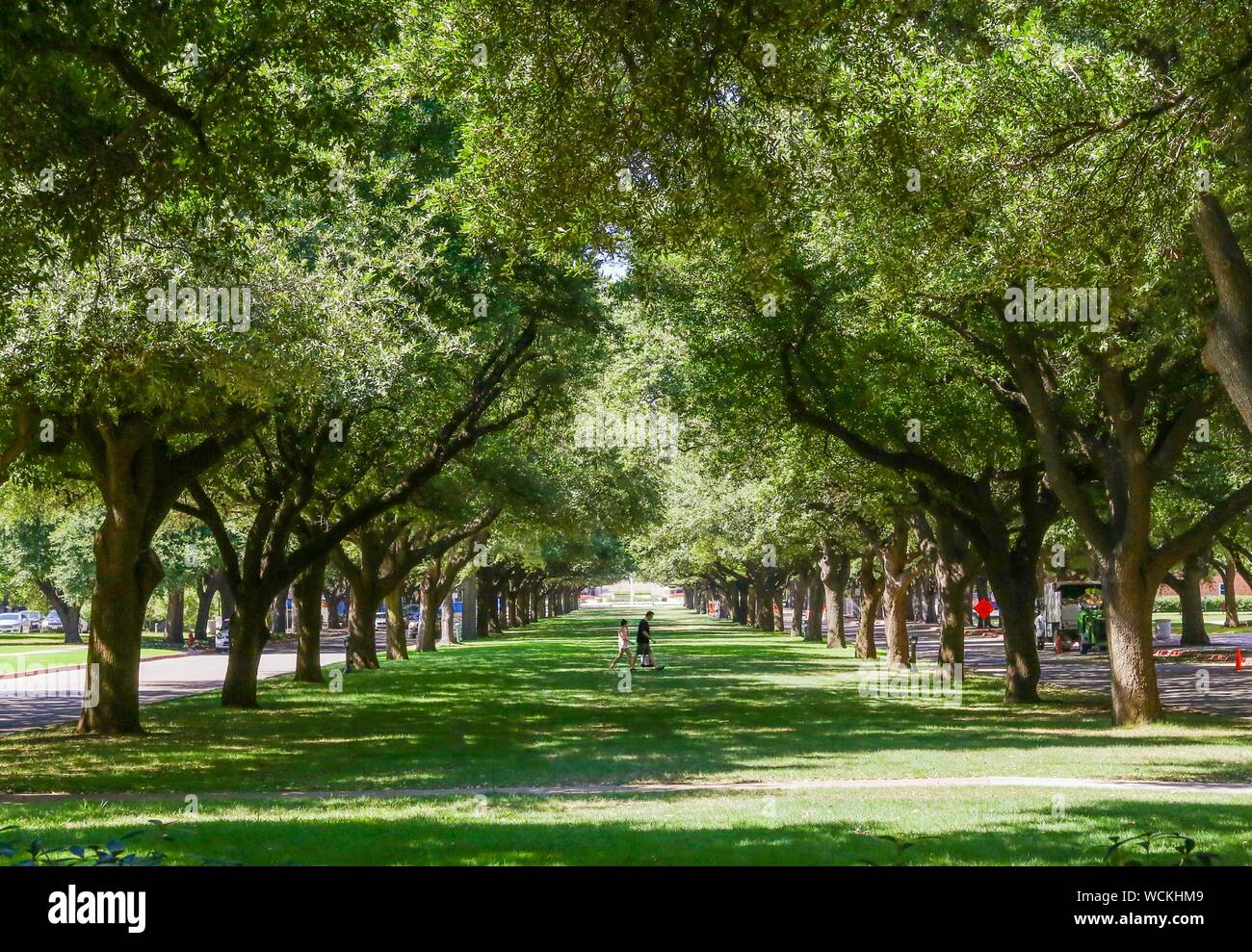 Under the tree canopy hi-res stock photography and images - Alamy