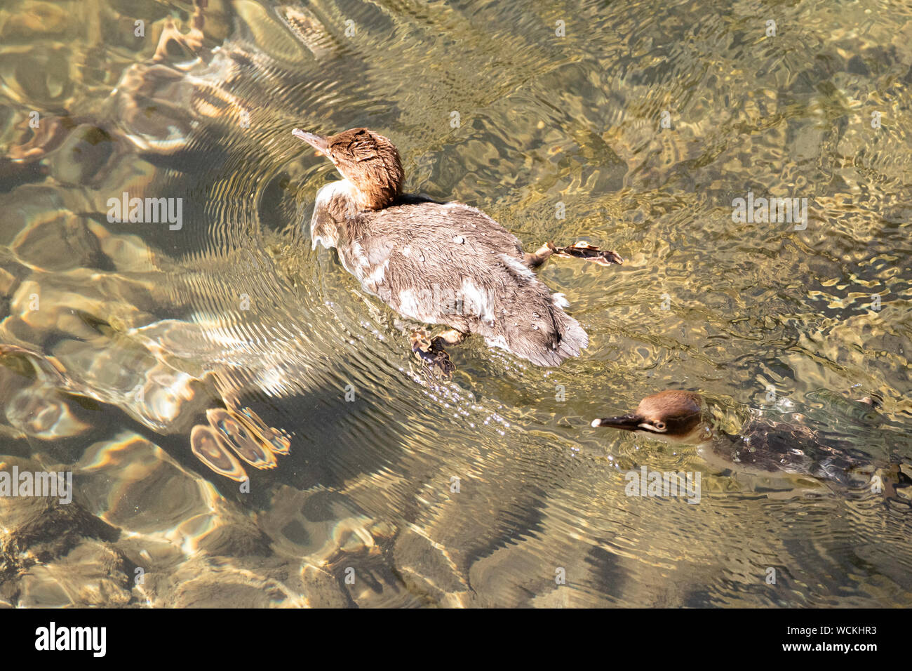 common merganser (North American) or goosander (Eurasian) (Mergus ...