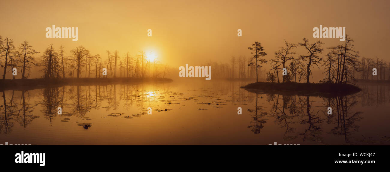 Sunlight over water. Trees. Atmospheric landscape. Fog over swamp Stock ...