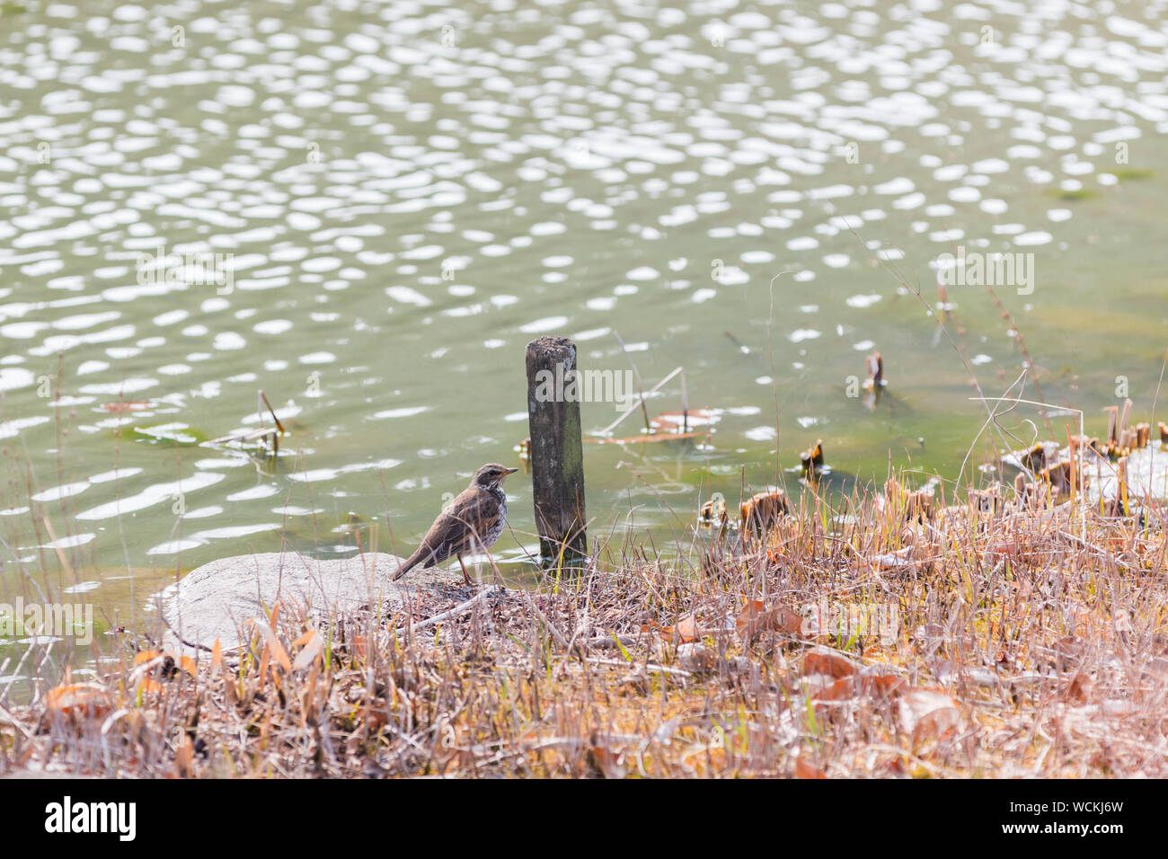 sparrow bird finding food on riverside Stock Photo - Alamy