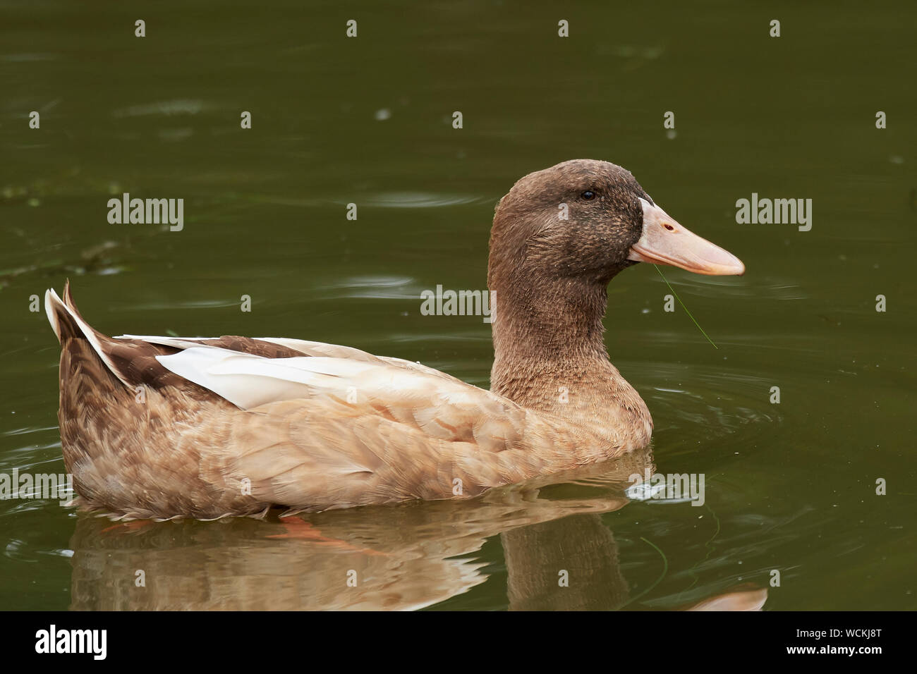 Swedish Yellow Ducks