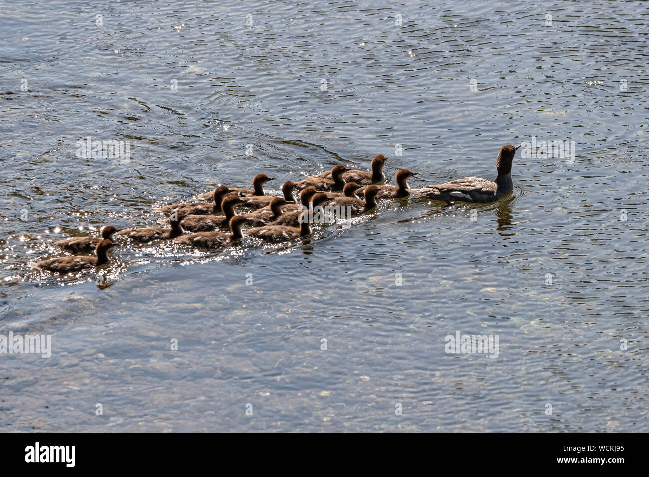 Common merganser (North American) or goosander (Eurasian) (Mergus ...