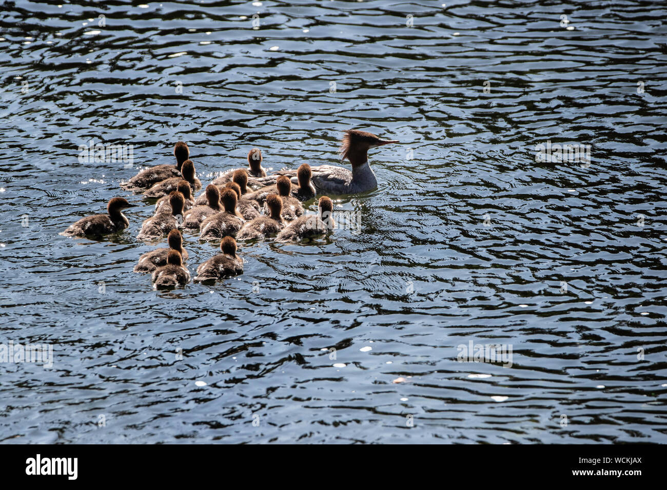 Goosander eurasian hi-res stock photography and images - Alamy