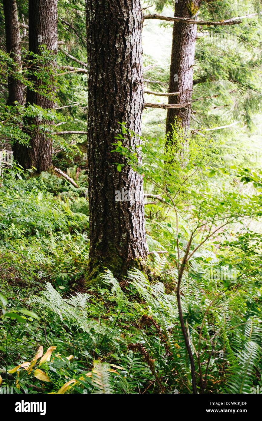 Vertical shot of tree trunks surrounded with green plants in a forest ...