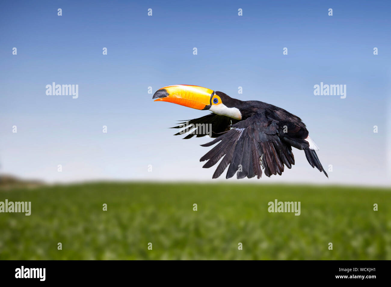Flying toco toucan hi-res stock photography and images - Alamy