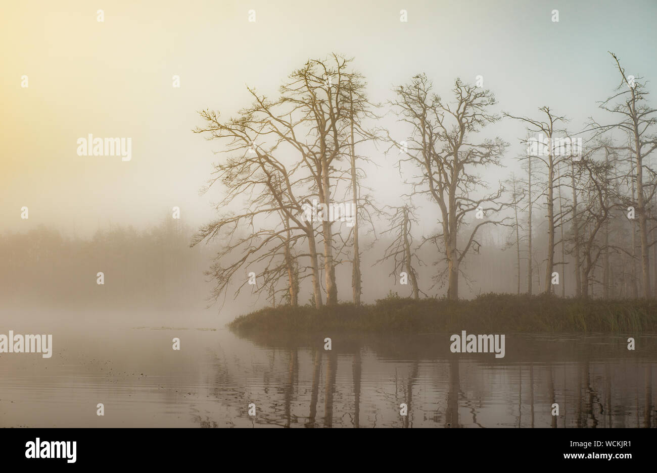 Branches trees. Atmospheric landscape. Fog over swamp Stock Photo - Alamy