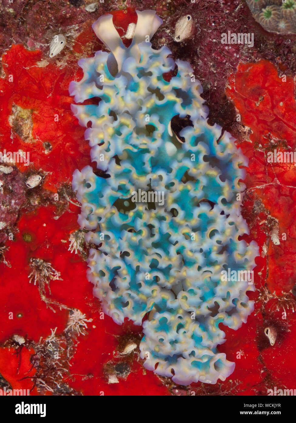 Red sea sea slug hi-res stock photography and images - Alamy