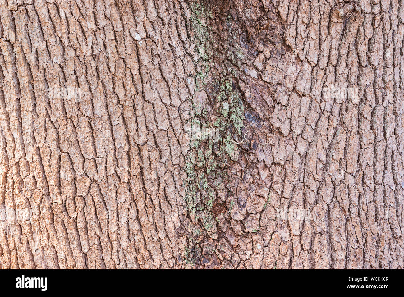 Tree bark texture natural background Stock Photo - Alamy