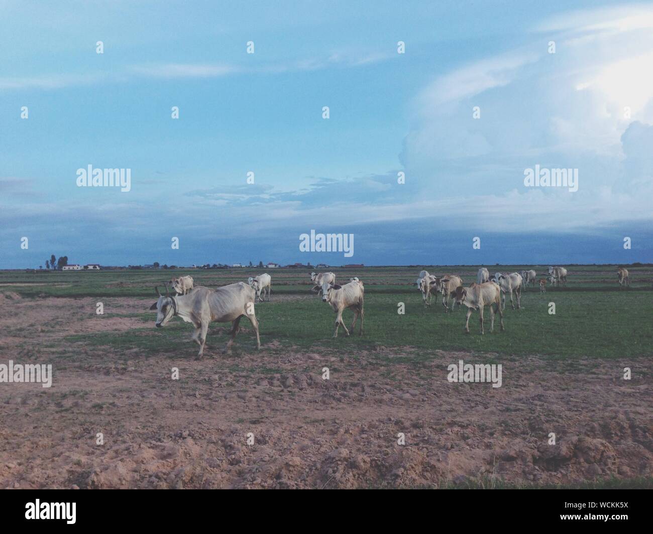 Hardy cows hi-res stock photography and images - Alamy