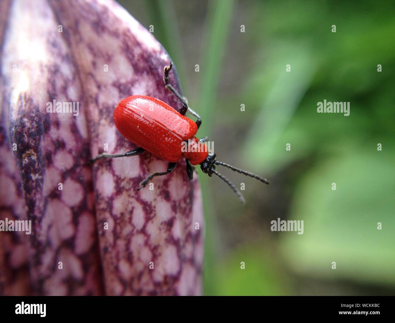 Scarlet lily beetle hi-res stock photography and images - Alamy