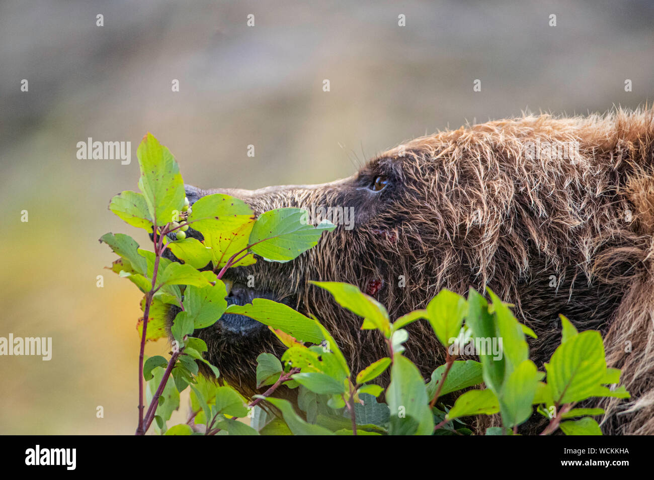 Close-up of a Grizzly Bear smelling a bush, Ursus arctos horribilis ...