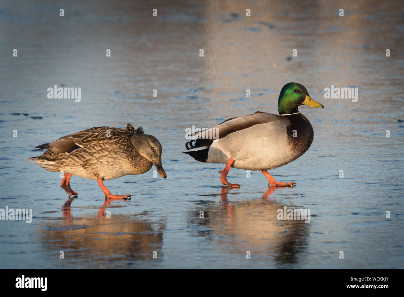 Two funny ducks hi-res stock photography and images - Alamy