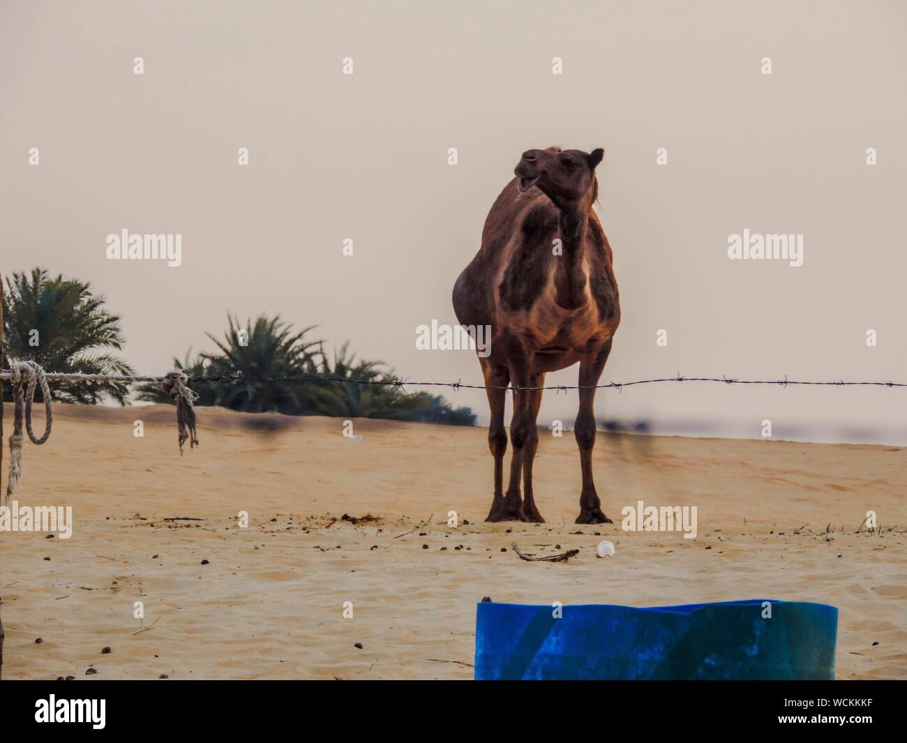 Camel On Beach High Resolution Stock Photography and Images - Alamy