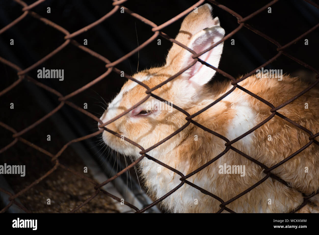 Trapped rabbit hi-res stock photography and images - Alamy