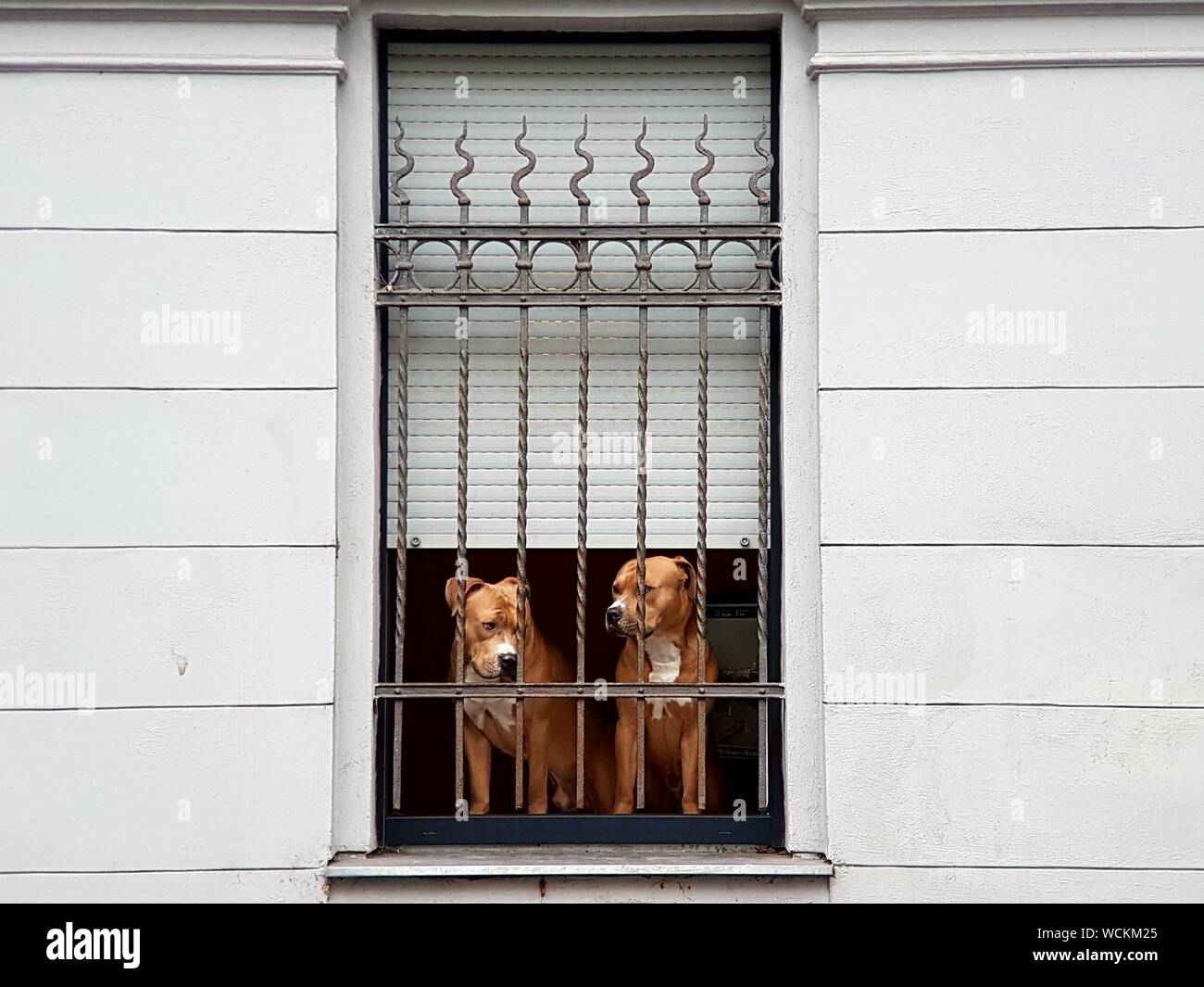 Dogs in window hi-res stock photography and images - Alamy
