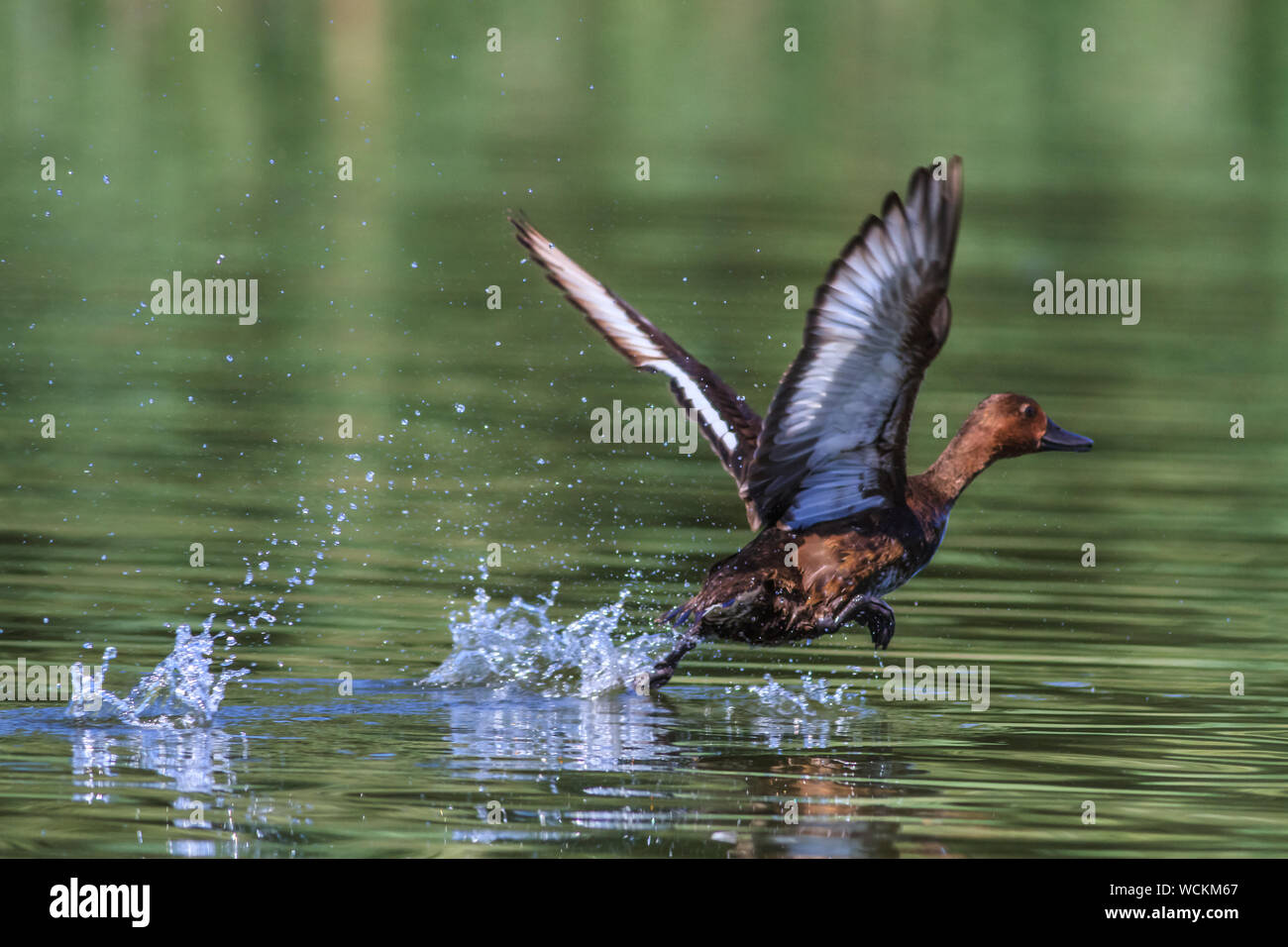 Ferruginous Duck - Aythya nyroca Male on a lake Stock Photo - Alamy