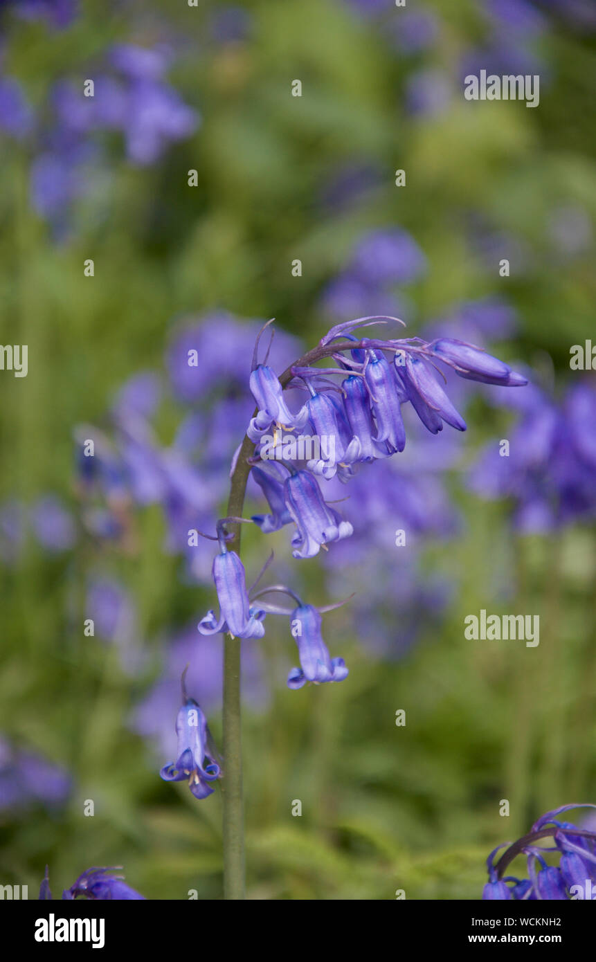 Single stem of English Bluebell in flower Stock Photo - Alamy